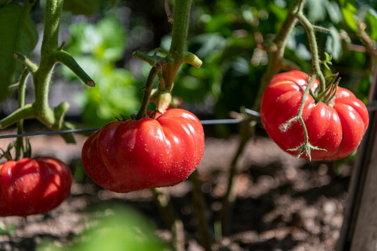 Strauchtomate Bilder – Durchsuchen 40,484 Archivfotos, Vektorgrafiken ...