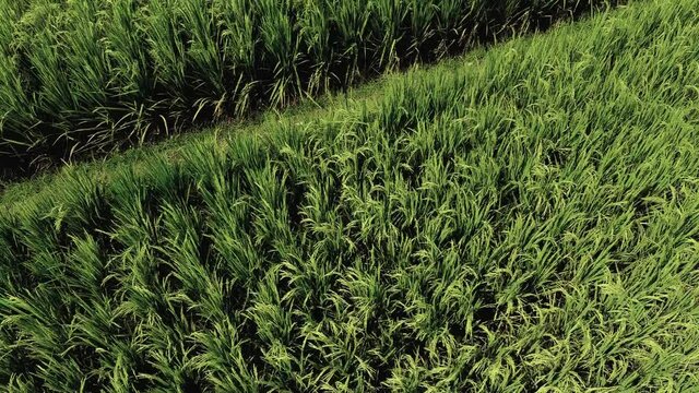 Bal Bilder – Durchsuchen 13,572 Archivfotos, Vektorgrafiken und Videos ...