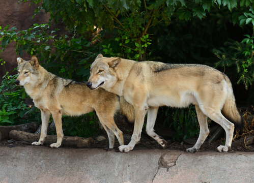 "Canis Lupus Lupus" Bilder – Durchsuchen 4,627 Archivfotos ...