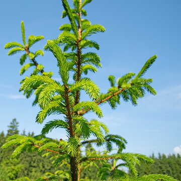รูปภาพRottanne – เลือกดูภาพถ่ายสต็อก เวกเตอร์ และวิดีโอ182 | Adobe Stock