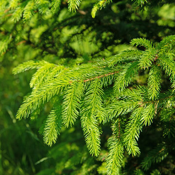 รูปภาพRottanne – เลือกดูภาพถ่ายสต็อก เวกเตอร์ และวิดีโอ180 | Adobe Stock