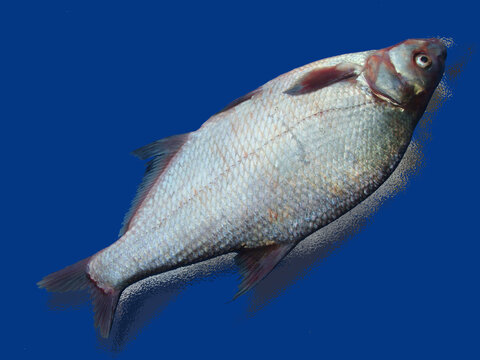 รูปภาพ"Fresh Fish" – เลือกดูภาพถ่ายสต็อก เวกเตอร์ และวิดีโอ49,182 ...