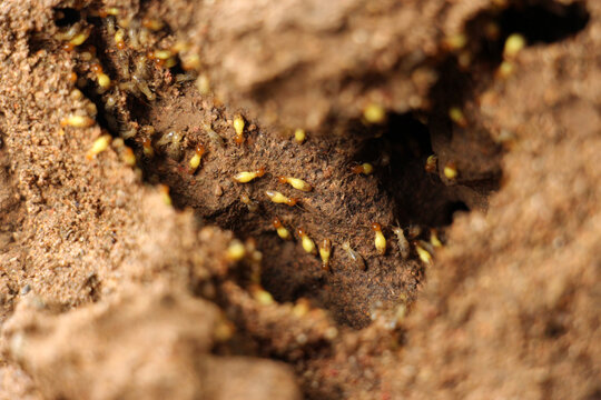 Isoptera Images – Browse 1,319 Stock Photos, Vectors, and Video | Adobe ...