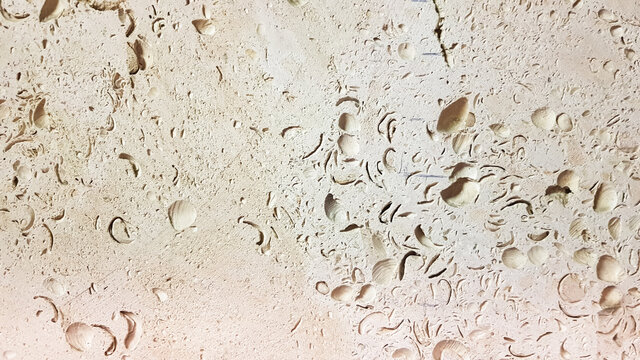Coquina Rock Texture