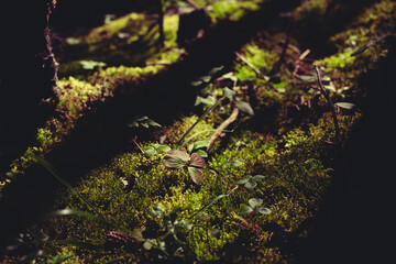 10+ Free Lively Wallpapers For Desktop | | Royalty Free Pictures ...