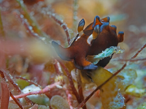 Anaspidea Bilder – Durchsuchen 626 Archivfotos, Vektorgrafiken und ...