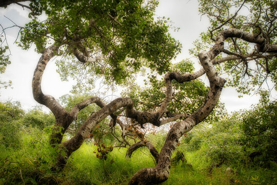 "Crooked Tree"-Bilder: Stock-Fotos & -Videos. | Adobe Stock