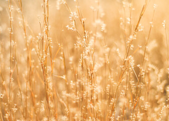 20+ Free Golden Backgrounds | Free HD Downloads - Pikwizard
