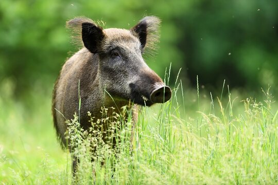 Wildsau Bilder – Durchsuchen 119,911 Archivfotos, Vektorgrafiken und ...