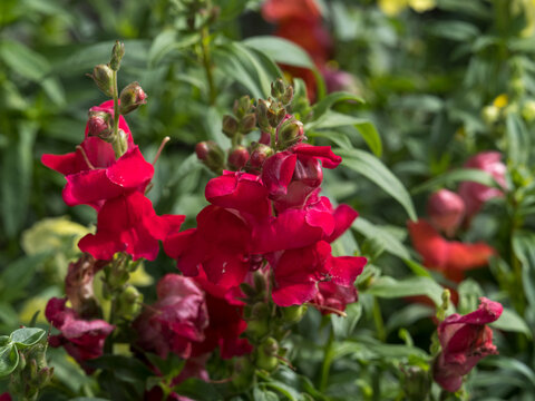 รูปภาพ"Zygomorphe – เลือกดูภาพถ่ายสต็อก เวกเตอร์ และวิดีโอ146 | Adobe Stock