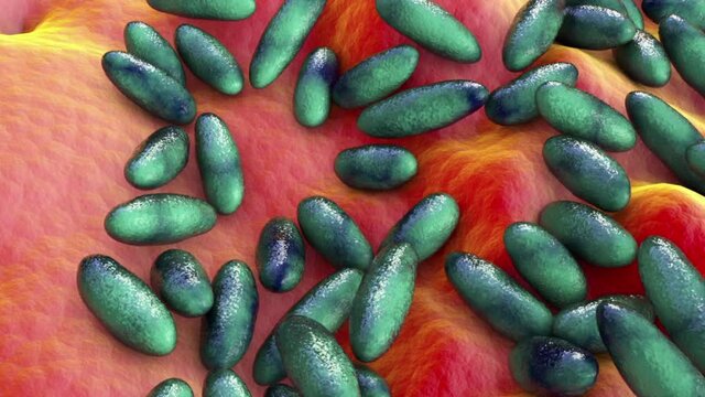 Coccobacillus Images – Browse 382 Stock Photos, Vectors, and Video ...