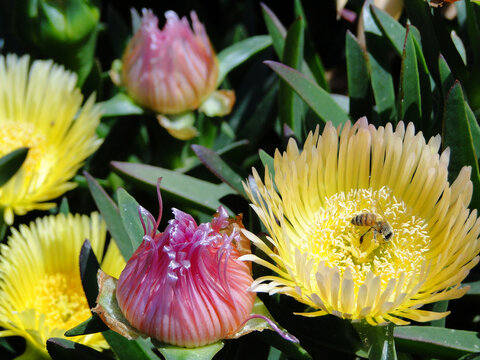 Karkalla Images – Browse 112 Stock Photos, Vectors, and Video | Adobe Stock