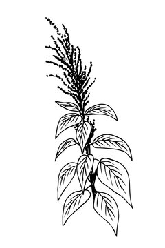 Quinoa Drawing Images – Browse 2,894 Stock Photos, Vectors, and Video ...