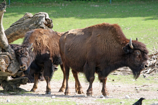 รูปภาพPaarhufer – เลือกดูภาพถ่ายสต็อก เวกเตอร์ และวิดีโอ10,677 | Adobe ...