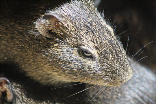 Caviinae Bilder – Durchsuchen 132 Archivfotos, Vektorgrafiken und ...