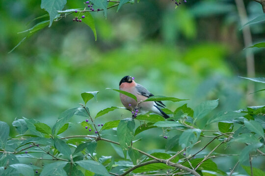Otterrute Bilder – Durchsuchen 103 Archivfotos, Vektorgrafiken und ...
