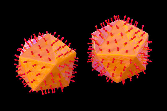 Asfarviridae Images – Parcourir 48 le catalogue de photos, vecteurs et ...