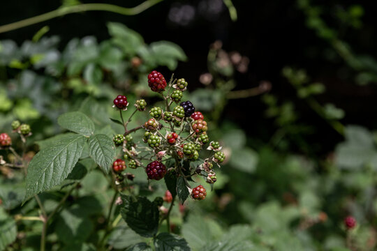 Wildbeeren Images – Parcourir 615 le catalogue de photos, vecteurs et ...
