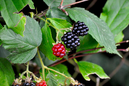 「Himbeer-Strauch」の写真素材 | 289件の無料イラスト画像 | Adobe Stock