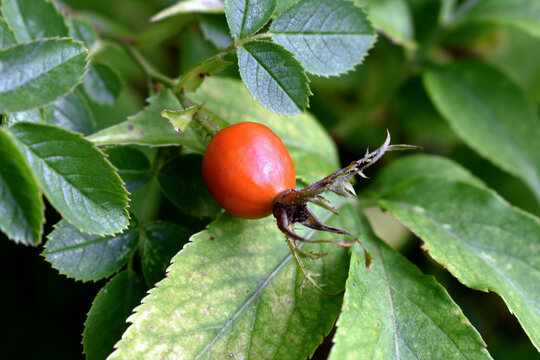 รูปภาพHage – เลือกดูภาพถ่ายสต็อก เวกเตอร์ และวิดีโอ4,780 | Adobe Stock