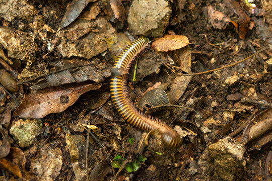 LAS 70 MEJORES IMÁGENES, FOTOS DE ARCHIVO Y VECTORES DE Cienpies ...