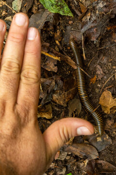 LAS 70 MEJORES IMÁGENES, FOTOS DE ARCHIVO Y VECTORES DE Cienpies ...