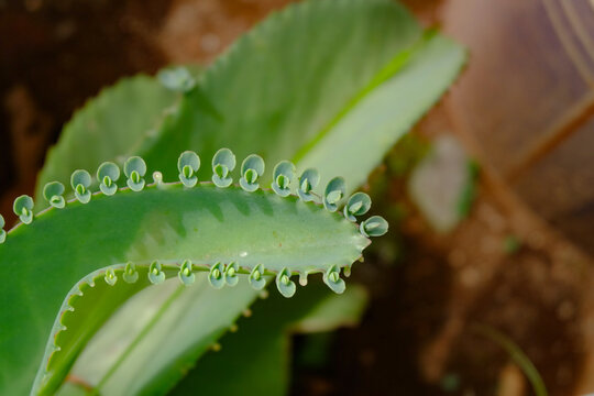 รูปภาพPatharkuchi – เลือกดูภาพถ่ายสต็อก เวกเตอร์ และวิดีโอ76 | Adobe Stock