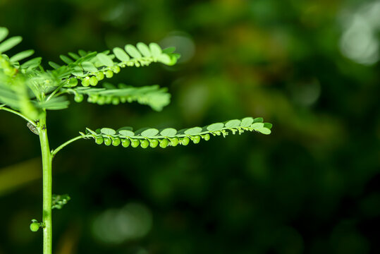 Tamalaki Bilder – Durchsuchen 67 Archivfotos, Vektorgrafiken und Videos ...