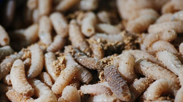 รูปภาพMaggot – เลือกดูภาพถ่ายสต็อก เวกเตอร์ และวิดีโอ51,026 | Adobe Stock
