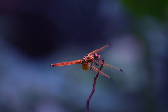 「Thumbi」の写真素材 | 18件の無料イラスト画像 | Adobe Stock