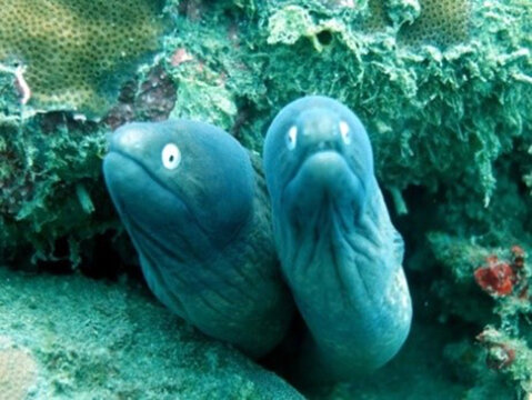 รูปภาพPollyfish – เลือกดูภาพถ่ายสต็อก เวกเตอร์ และวิดีโอ6,968 | Adobe Stock