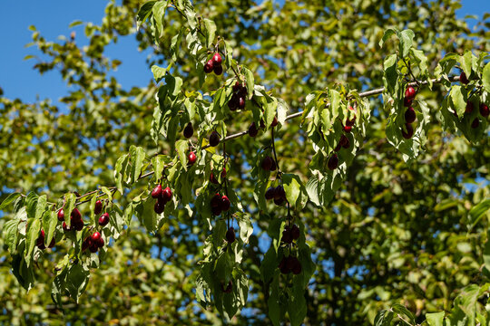 Dogberry-Tree Bilder – Durchsuchen 289 Archivfotos, Vektorgrafiken und ...