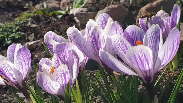 Crocus Video Footage – Browse 5,836 HD Stock Video and Footage | Adobe ...