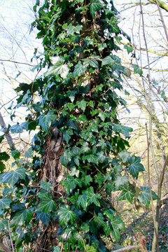 Efeuranken bilder – Bläddra bland 293 stockfoton, vektorer och videor ...