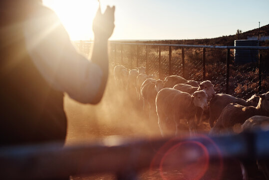"Count Sheep" Images – Browse 851 Stock Photos, Vectors, and Video ...
