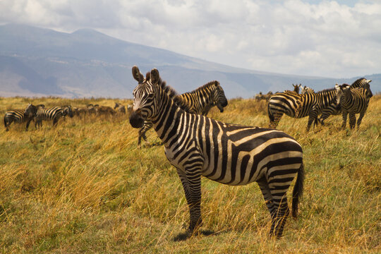 Zibra Images – Browse 59 Stock Photos, Vectors, and Video | Adobe Stock