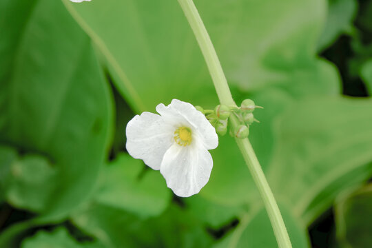 Melati Images – Browse 221 Stock Photos, Vectors, and Video | Adobe Stock