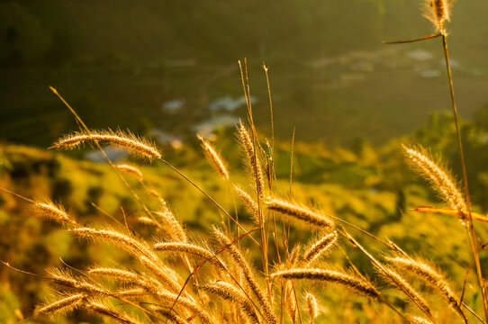 Thongchai S. photos, images, assets | Adobe Stock