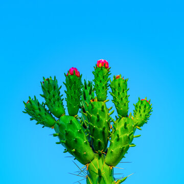 รูปภาพSabra – เลือกดูภาพถ่ายสต็อก เวกเตอร์ และวิดีโอ1,261 | Adobe Stock