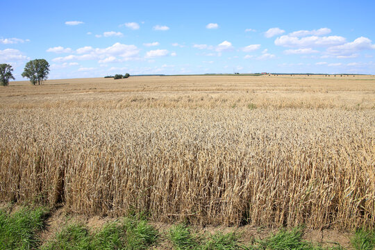 Weichweizen bilder – Bläddra bland 174 stockfoton, vektorer och videor ...