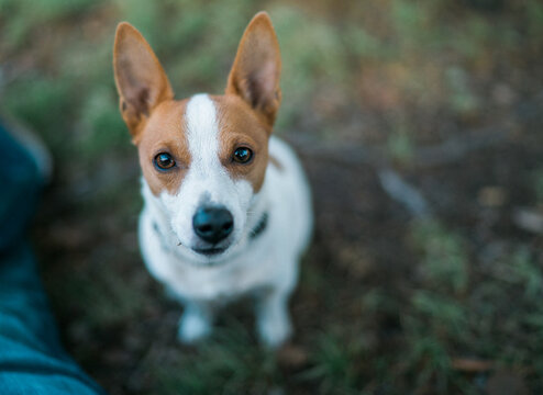 "Pointy Ears" Images – Browse 9,643 Stock Photos, Vectors, and Video ...