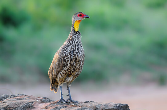 รูปภาพPerdicinae – เลือกดูภาพถ่ายสต็อก เวกเตอร์ และวิดีโอ452 | Adobe Stock