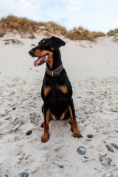 Dobi Images – Browse 32 Stock Photos, Vectors, and Video | Adobe Stock