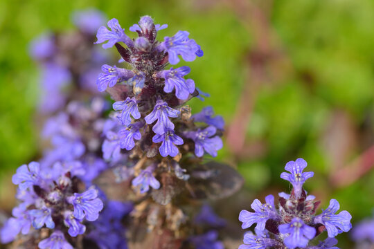 "Zygomorphe-Bilder: Stock-Fotos & -Videos. | Adobe Stock