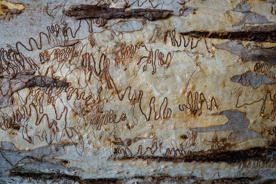 Scribbly Images – Browse 285 Stock Photos, Vectors, and Video | Adobe Stock