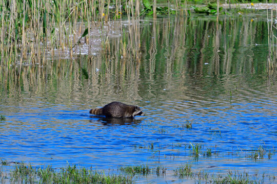 Sumpf bilder – Bläddra bland 26,125 stockfoton, vektorer och videor ...