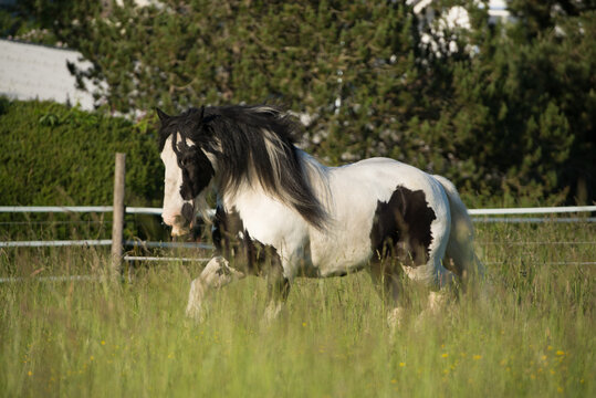 Schnurri Images – Browse 55 Stock Photos, Vectors, and Video | Adobe Stock