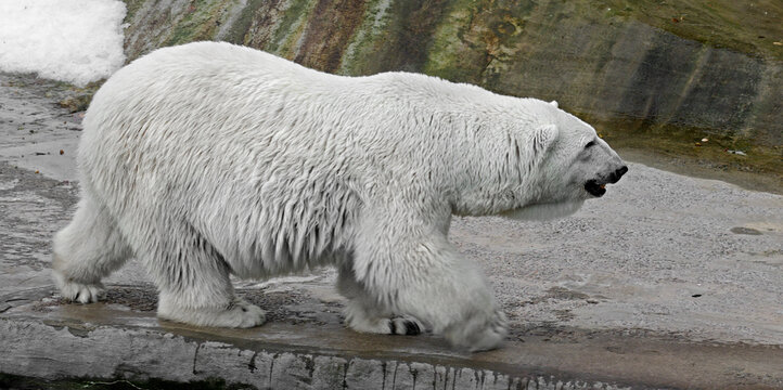 Hypercarnivorous Bilder – Durchsuchen 375 Archivfotos, Vektorgrafiken ...
