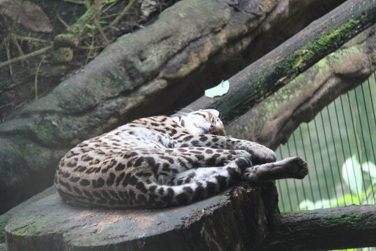 「Leopart」の写真素材 | 153件の無料イラスト画像 | Adobe Stock