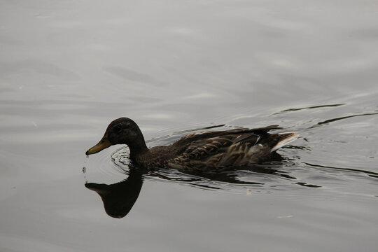 Natatorial Bilder – Durchsuchen 1,680 Archivfotos, Vektorgrafiken und ...